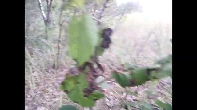 грибы в ростовской области