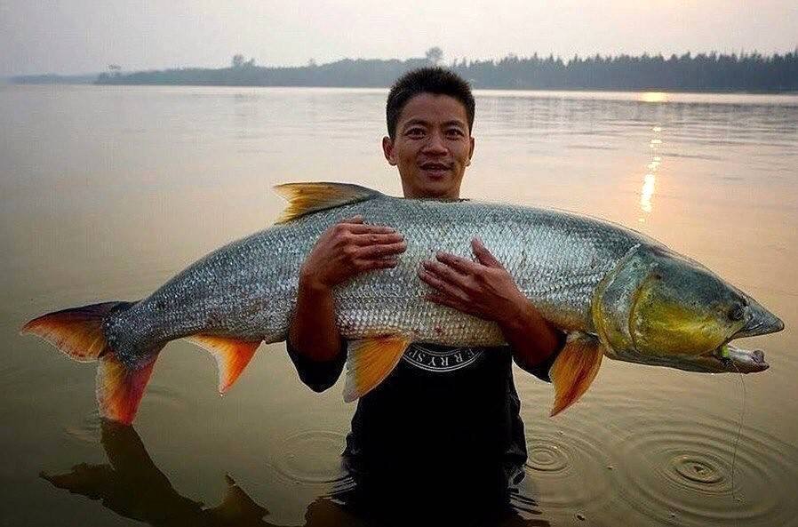 207.Амурский Желтощёк. Bear.mp4