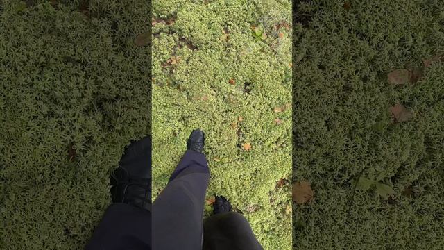 Дачные семейные выходные. Август 2024