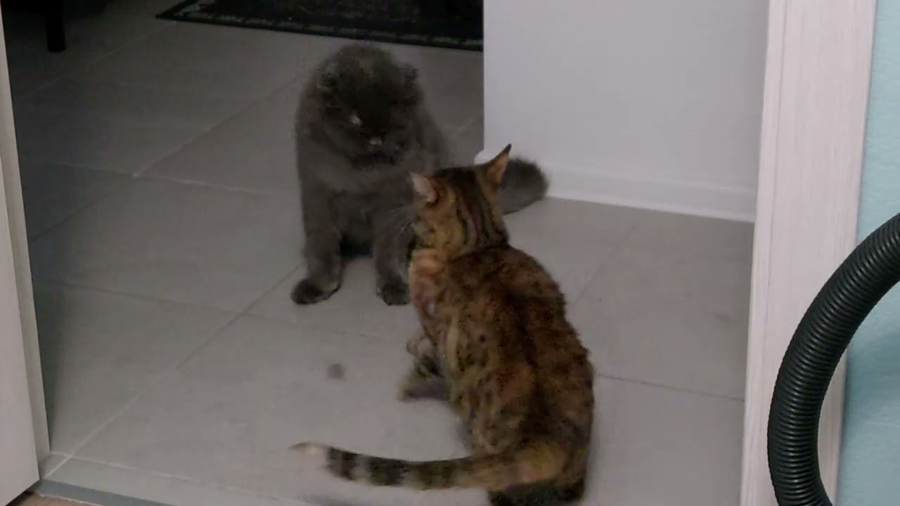 Кошачьи бои