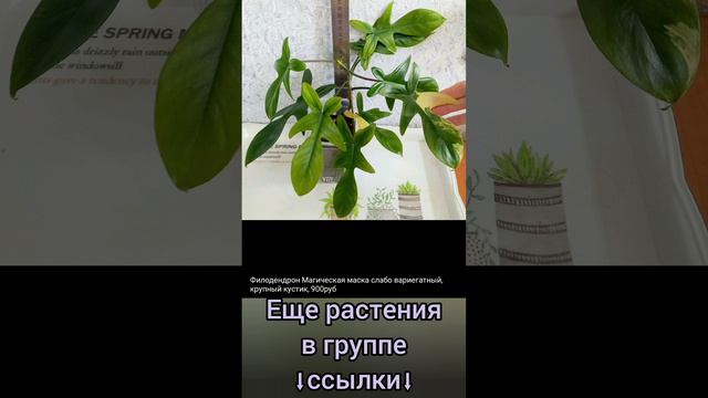 14.07.24 #Растения почтой🌿Липецк🌿Монстера🌸Рафидофора🌿Сансевиерия🌸Филодендроны🌿Сингониумы🌿
