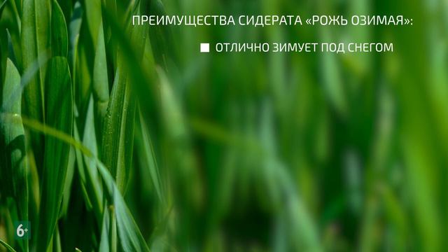 Подарок для почвы - сидераты БашИнком