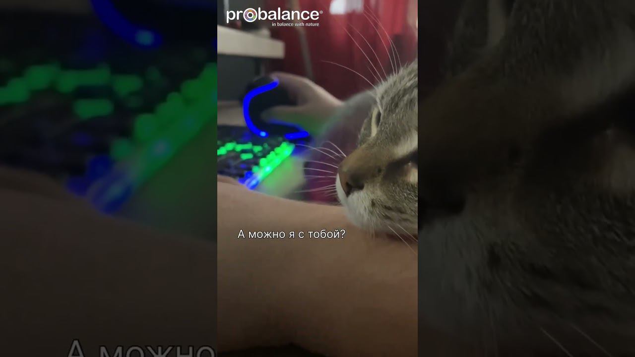 Работа не ждёт, а котик тем более! #probalanceкорм #котикитакиекотики