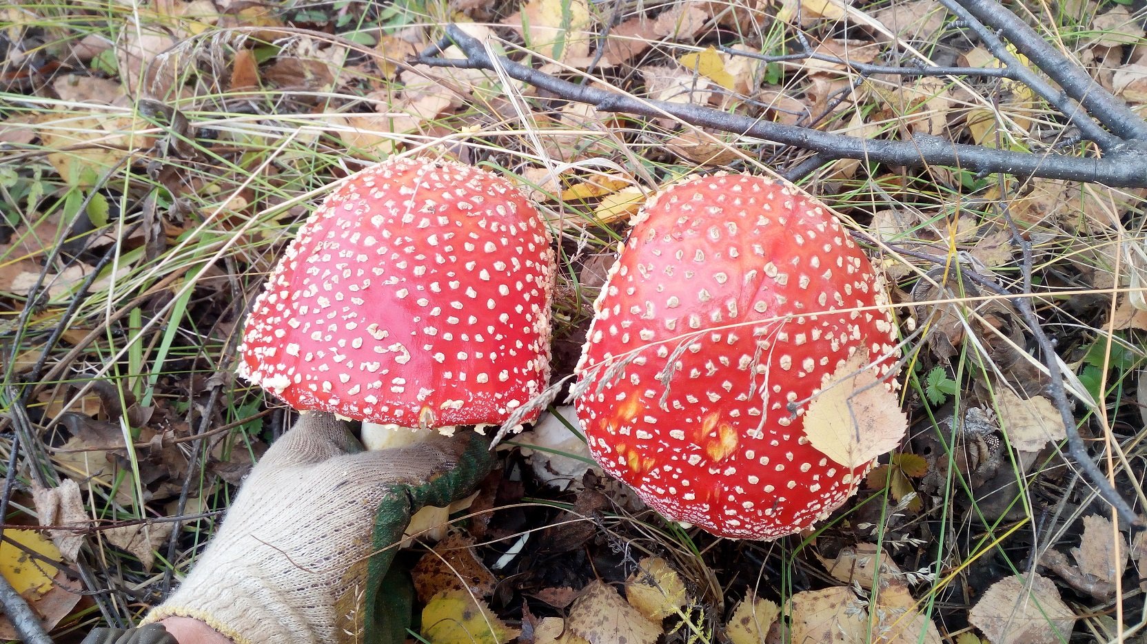 Положил кровлю в одного. Заехал в новый, довольно перспективный лес. Собрал первый урожай мухоморов.