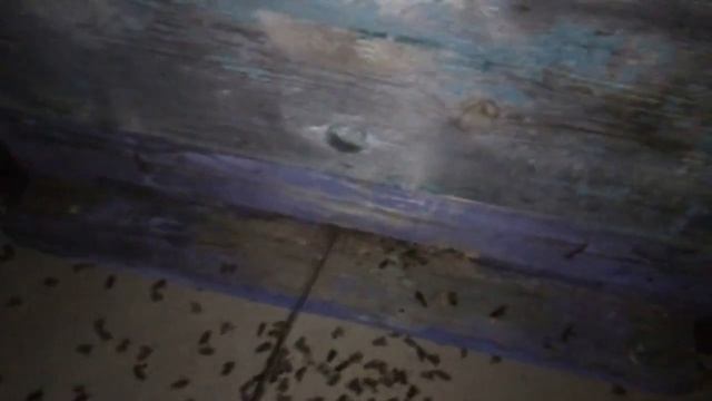 Проведал пчел в зимовнике и павильоне 3 февраля 2022г..mp4