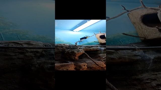 океанариум экзотариум тропическая амазонка сочи лазаревское лазаревка лазаревский краснодарский край