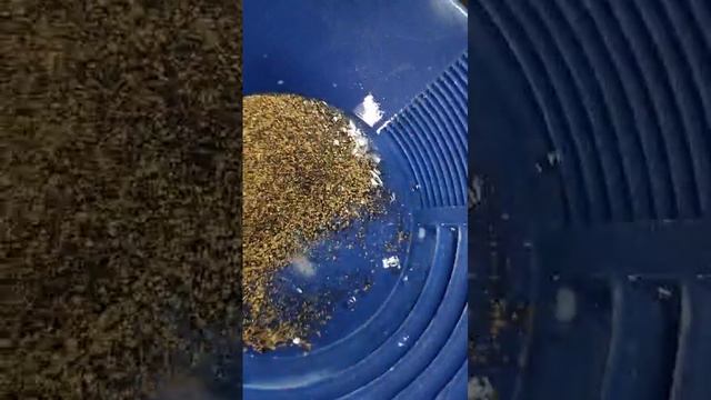 Золото на лотке после 5 часов работы промприбора.