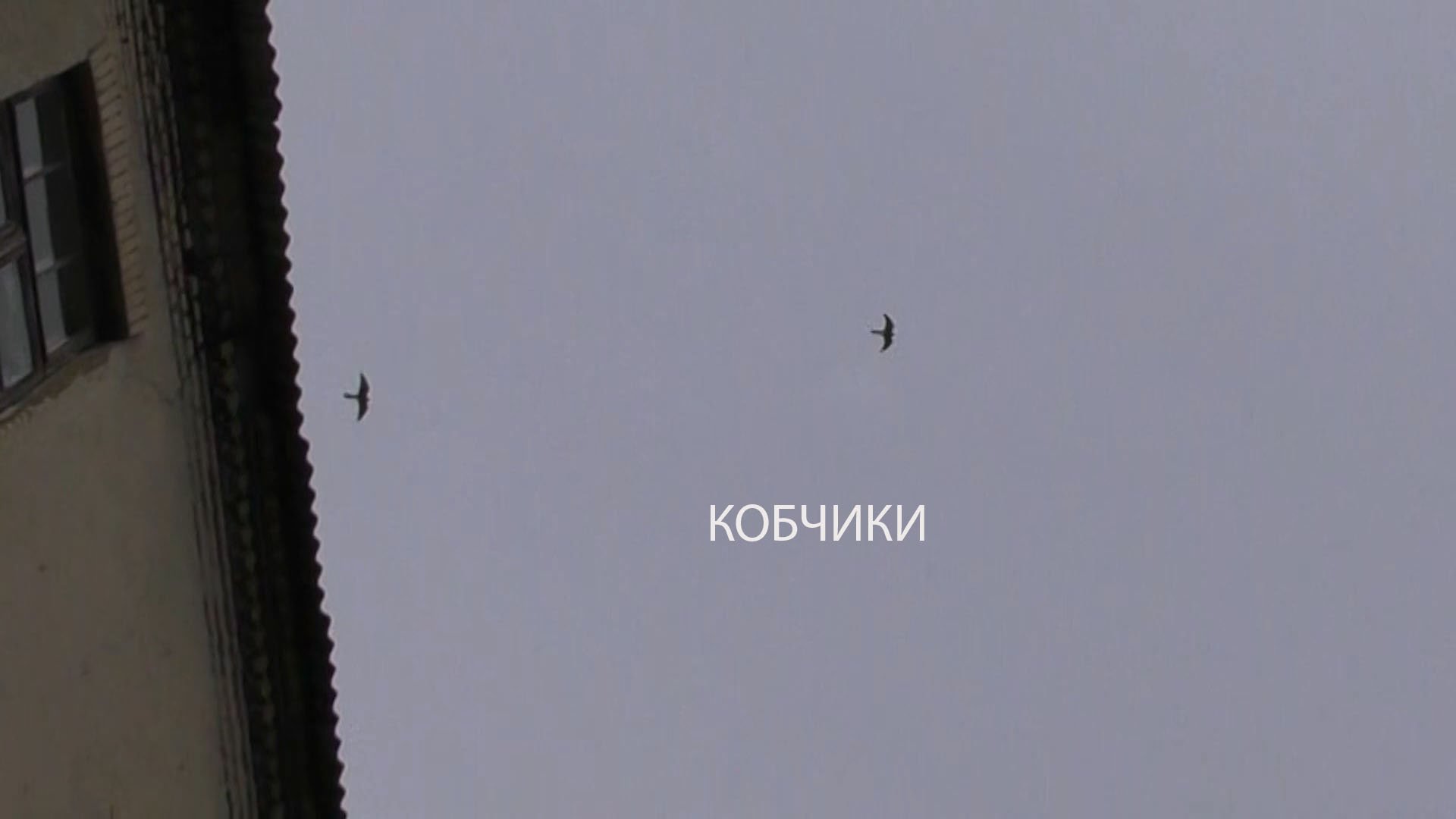 Кобчики в Нашем Доме. (Falcons)