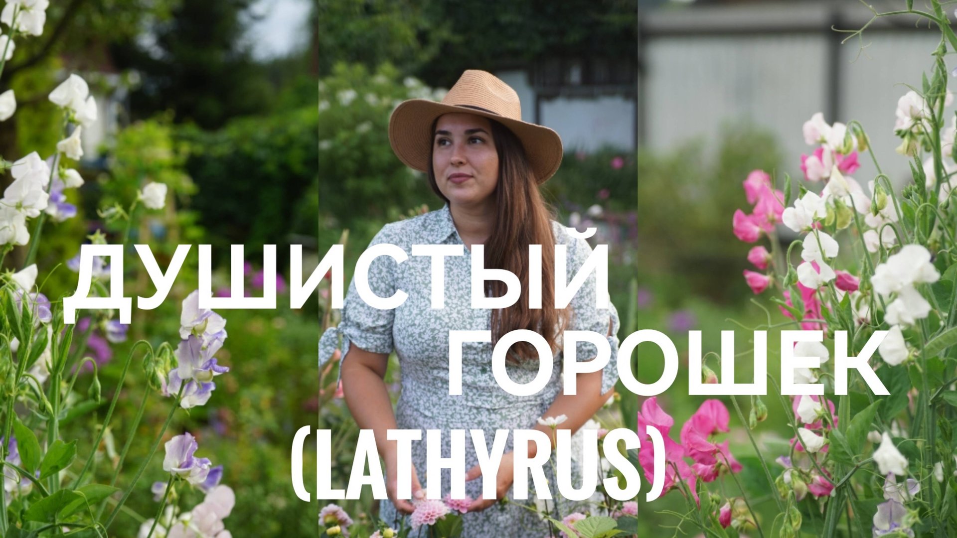 ДУШИСТЫЙ ГОРОШЕК или ЧИНА ДУШИСТАЯ (LATHYRUS).