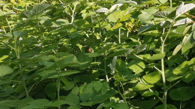 Малина спеет