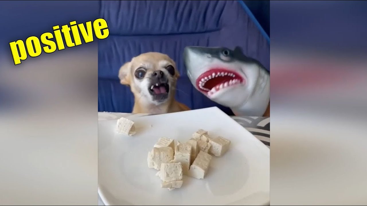 Очередная доза позитива для поднятия настроения #11