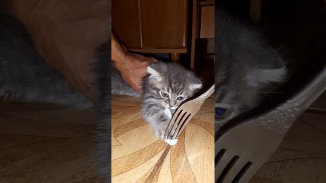 Зверокотик.