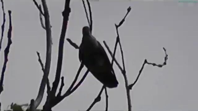 Это всё моё родное! Орехов Илья