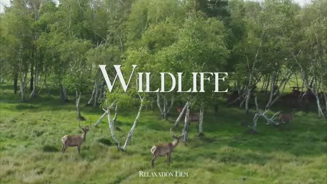 Wildlife Animals 4K Nature Relaxation Film   Meditation Music, Healing Relaxing Music