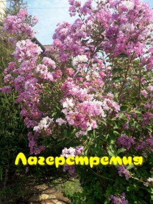 Лагерстремия. Индийская сирень.