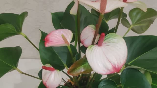 Цветы Вместе - Anthurium Princess Amalia Elegance  Антуриум Принцесса Амалия Элеганс