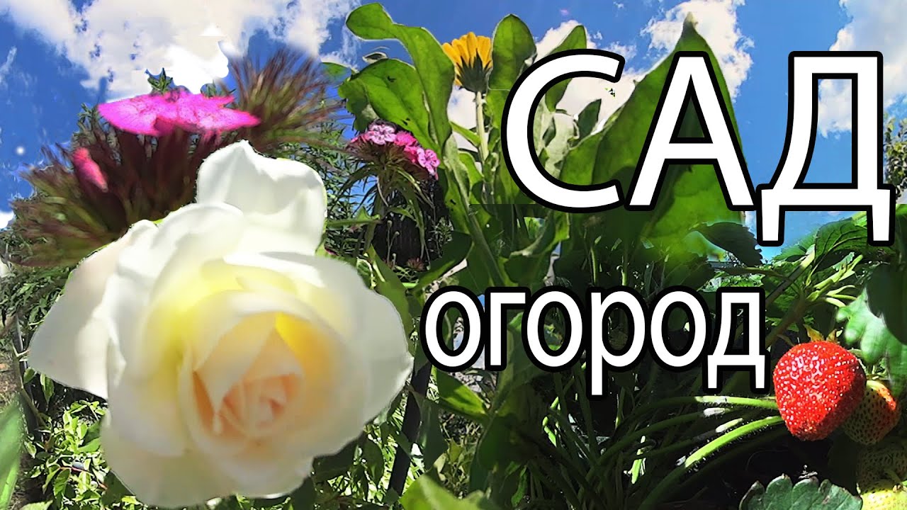 ОБЗОР моего САДА - ОГОРОДА