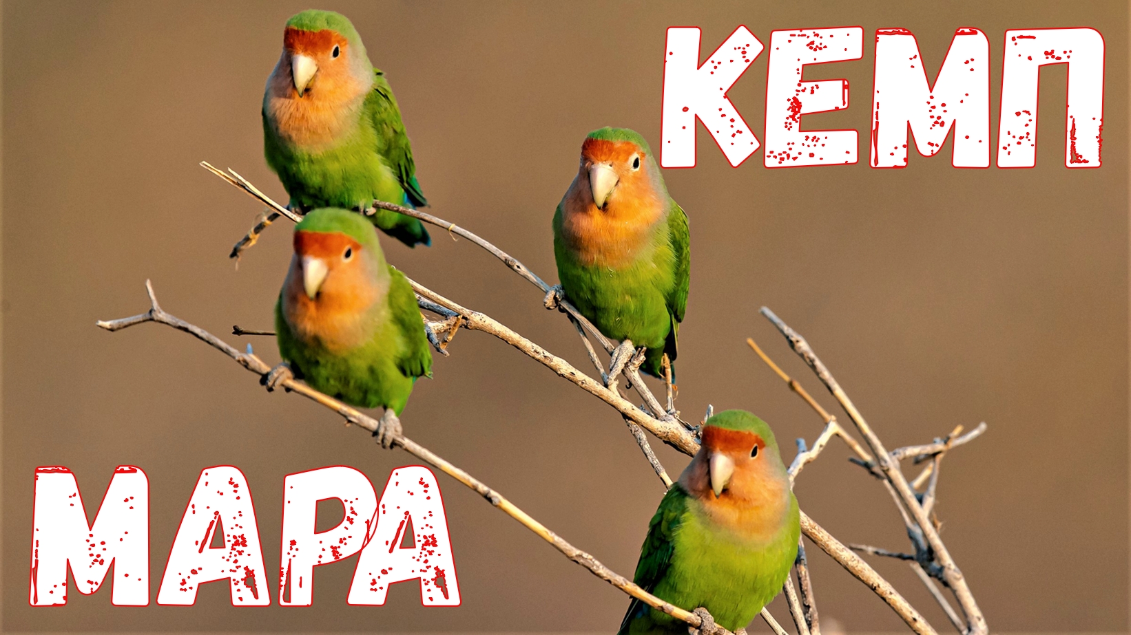 КЕМП МАРА РАЙОН ГОРОДА ОМАРУРУ РЕГИОН ЭРОНГО НАМИБИЯ ЮЖНАЯ АФРИКА