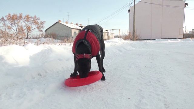 22 февраля - День прогулки с собакой