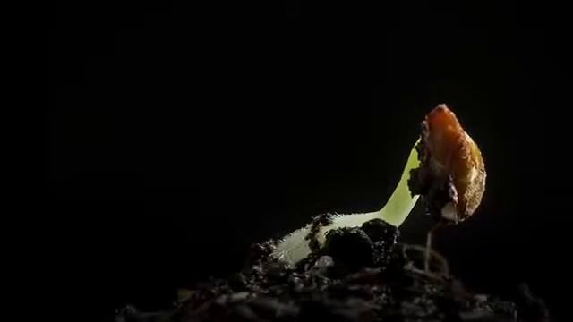 Что сделано то свято