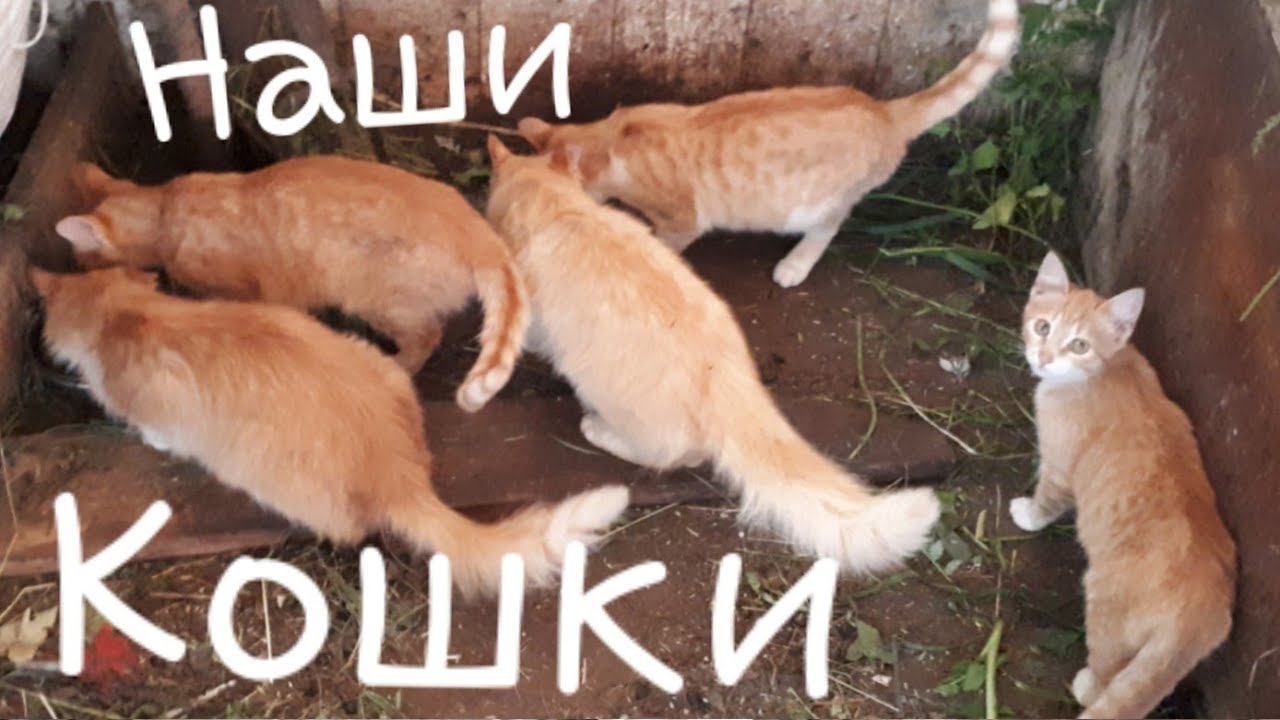 наши кошки cute cats