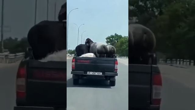 Это топовое видео! Смотри до конца