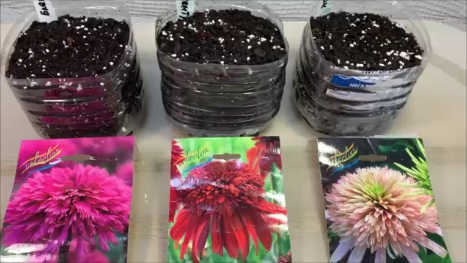 Как высадила Эхинацею, полученную по почте из интернет магазина SemenaLuxe.