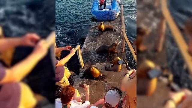 SCUBAclass. Галапагосские острова 2021