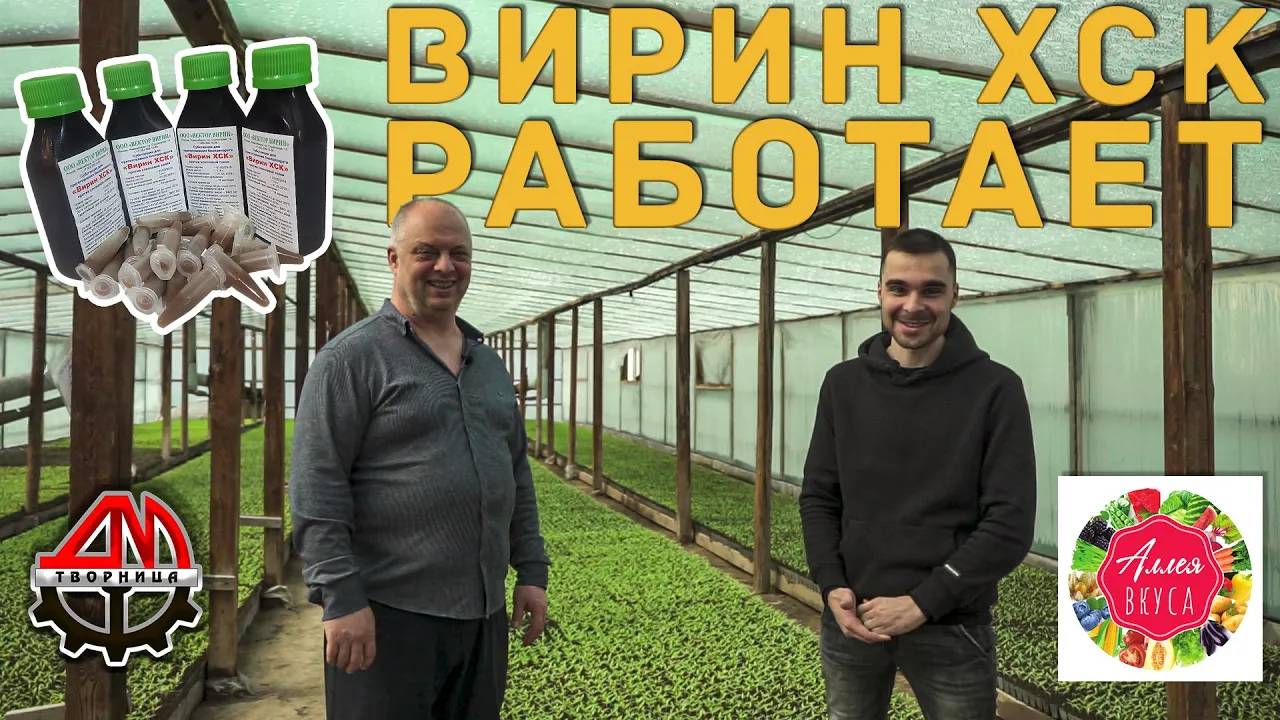 Отзыв от Аллеи вкуса о биопрепарате Вирин ХСК