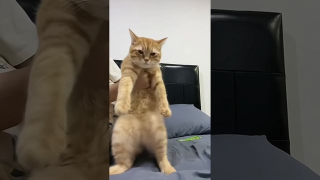 Котёнок 2023, танцы, серия № 40