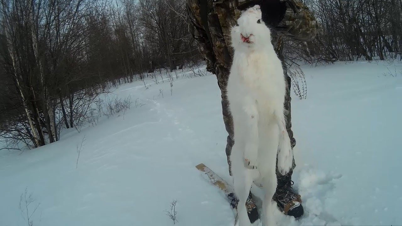 Заяц попал в засаду! Охота на зайца беляка