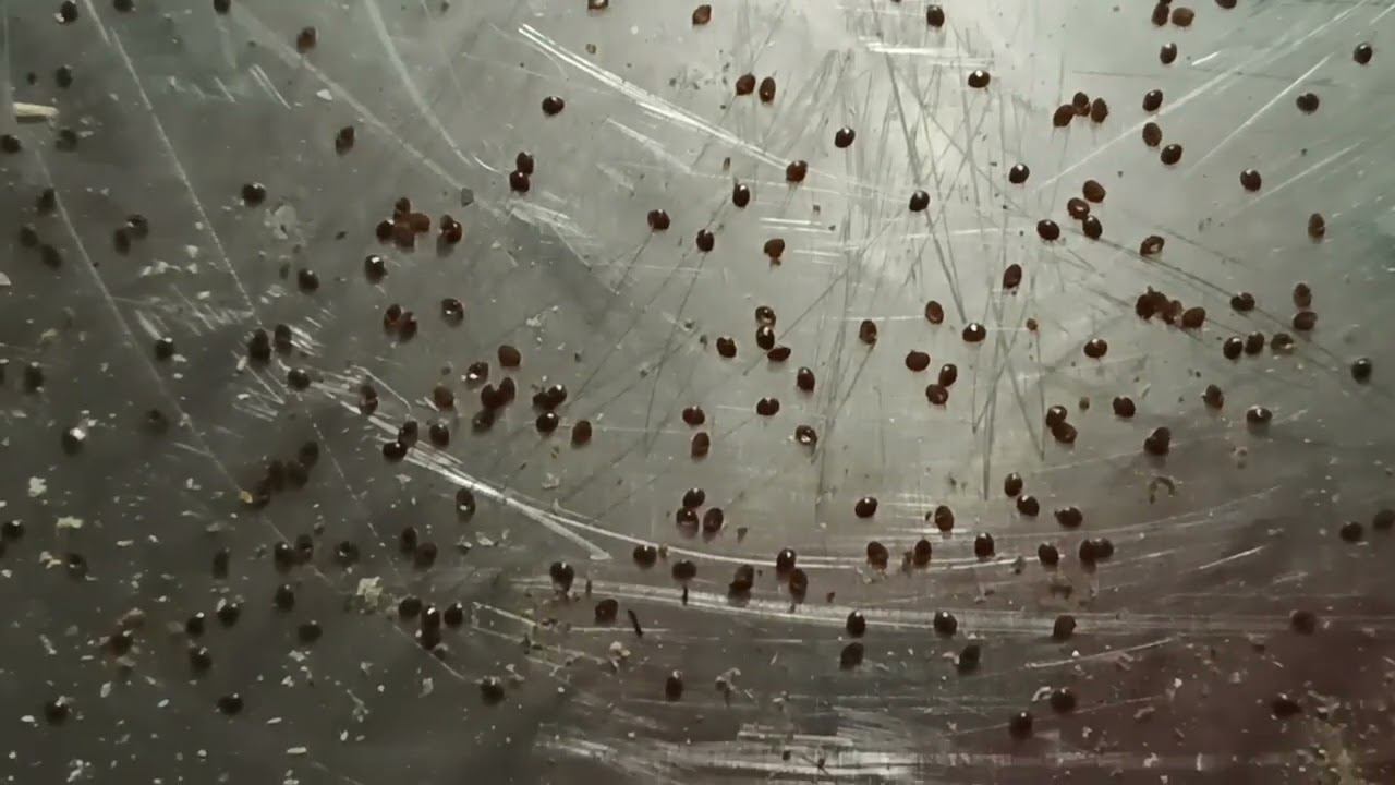 Обработка 2023. Улей № 5 и № 3.