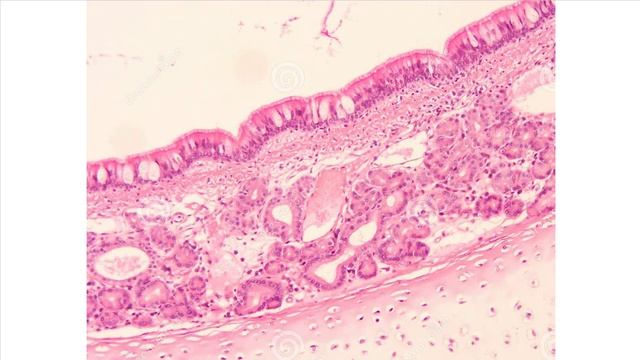 6. Мерцательный эпителий трахеи