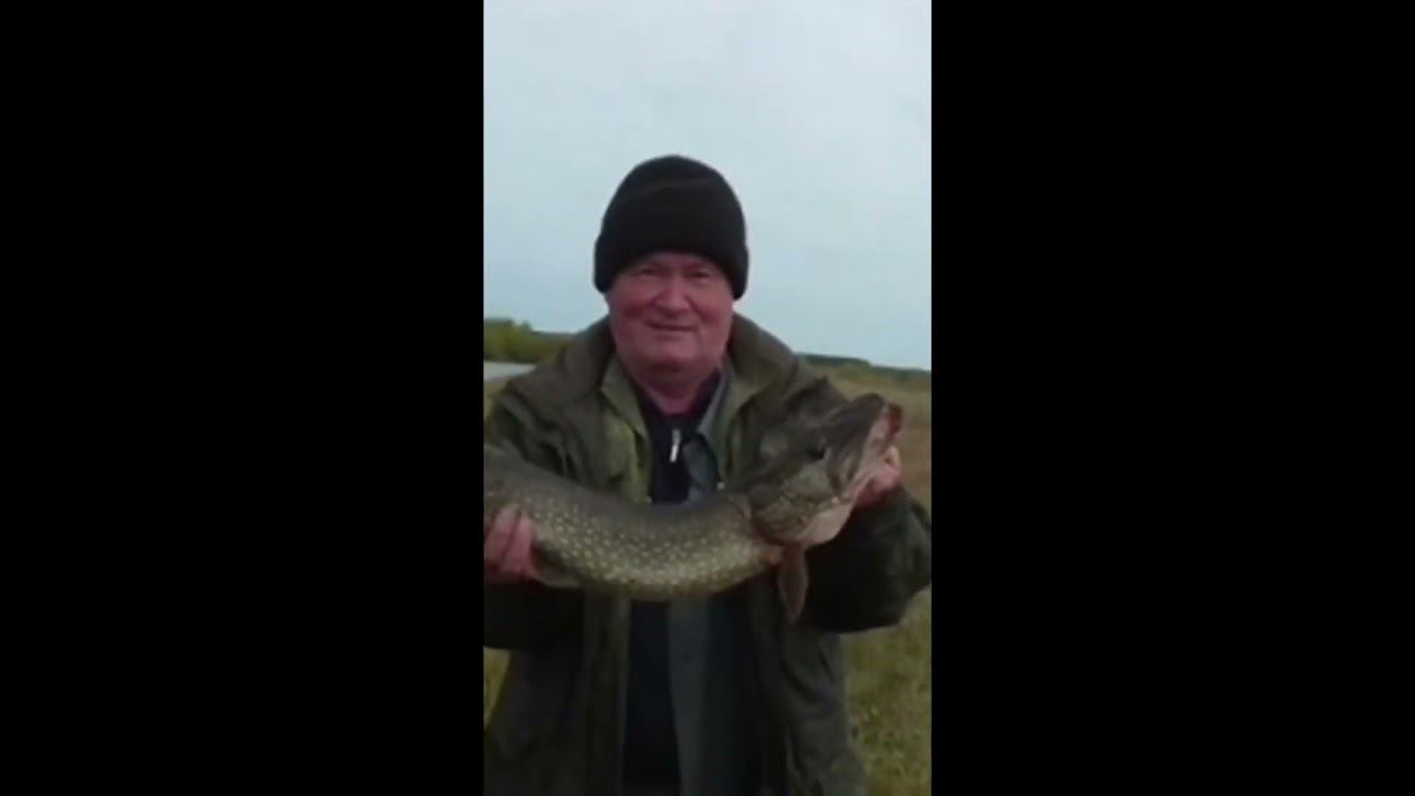 Щука 3 кг попалась на живца #shorts