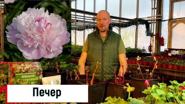 Шикарные новинки пионов из Тимирязевского питомника