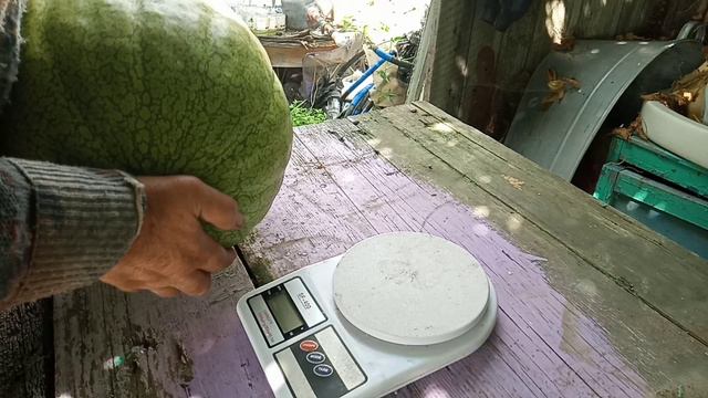 И в Сибири растут арбузы!