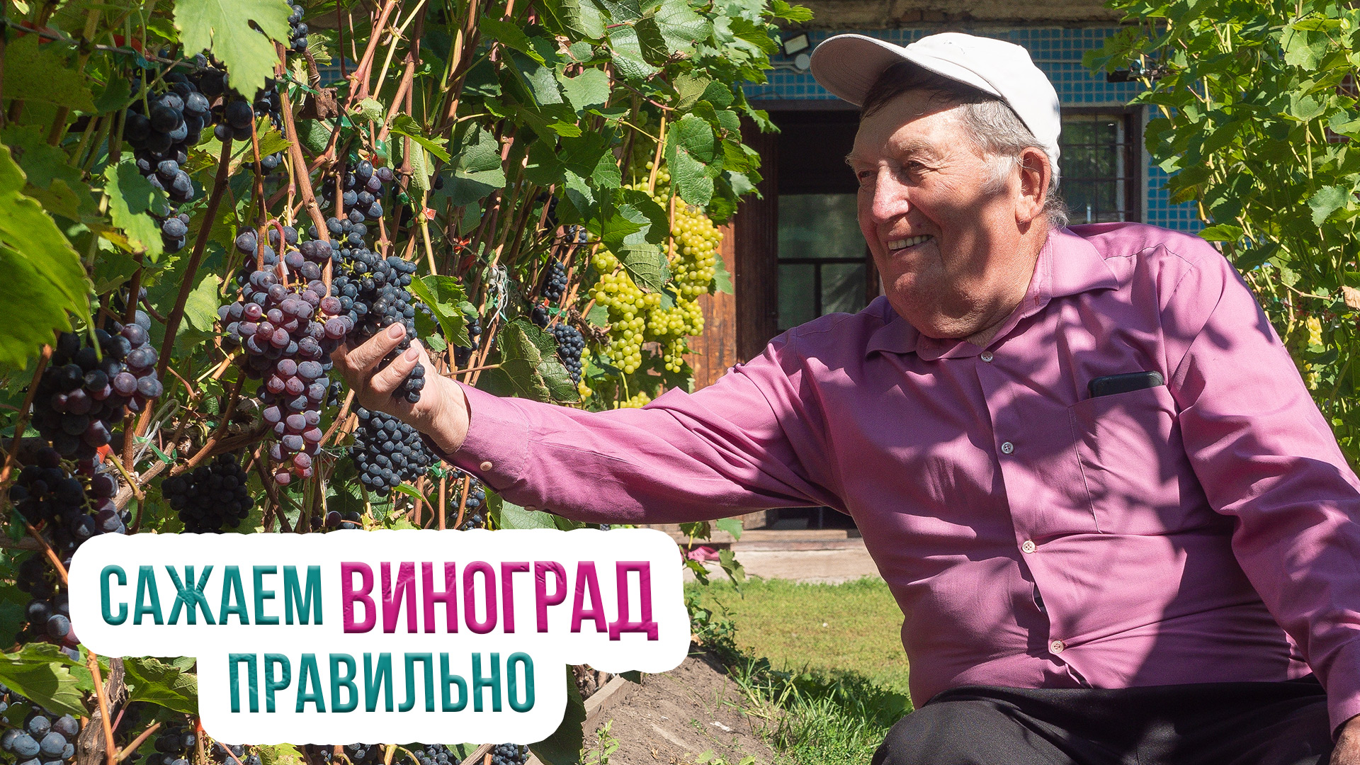 Как выращивать виноград в Сибири? Особенности посадки винограда в Сибири