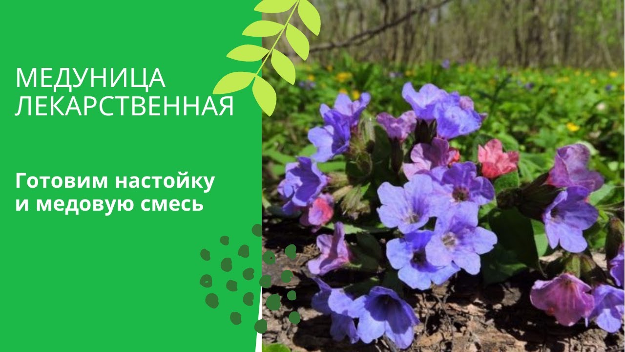 Эти цветы должны быть в каждом доме.mp4