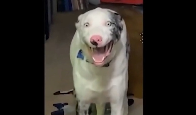 Смешные приколы Февраль 2023 #135