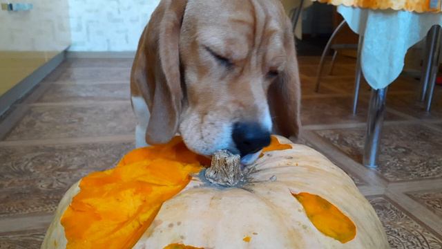 Бигль Савва тыквоед ... однако сосредоточен и целеустремлён )