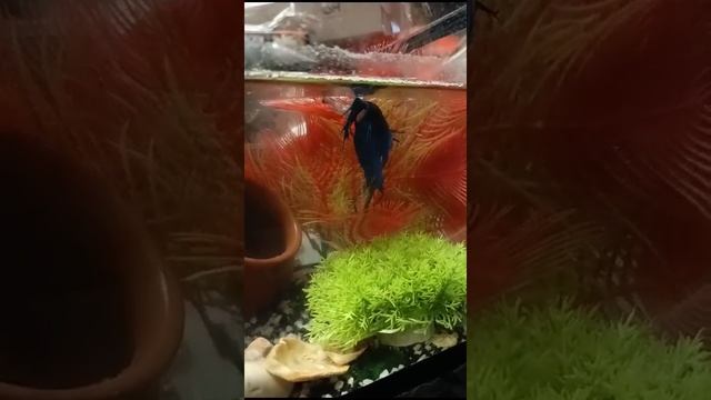 VID-20231106-WA0003.mp