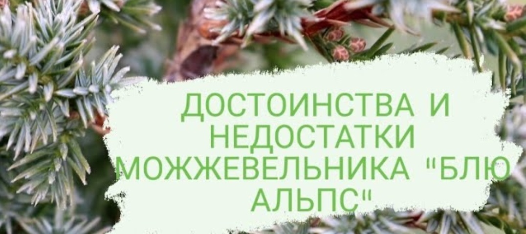ДОСТОИНСТВА И НЕДОСТАТКИ МОЖЖЕВЕЛЬНИКА "БЛЮ АЛЬПС".
