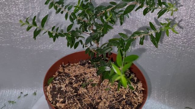 Тарентино зеленый 6 (обрезка)