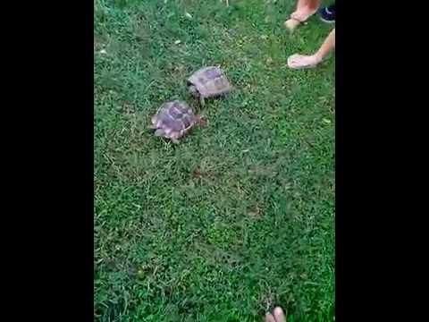 Paloma Grida Village Spa 5, брачные игры черепах.