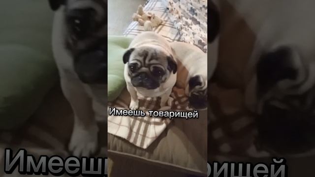 Как понять что ты мопс