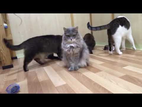 Пушистые будни