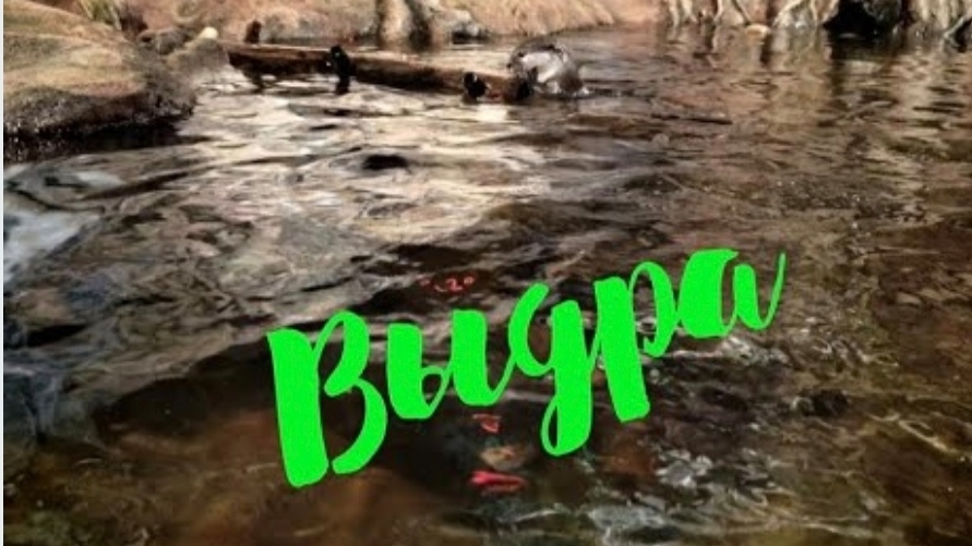 ВЫДРА. ПУТЕШЕСТВИЕ. Александра Миркушова