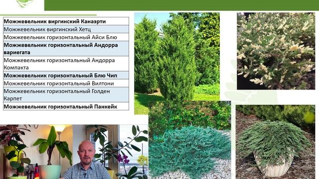 Обучающие семинары, часть 7 Хвойные растения