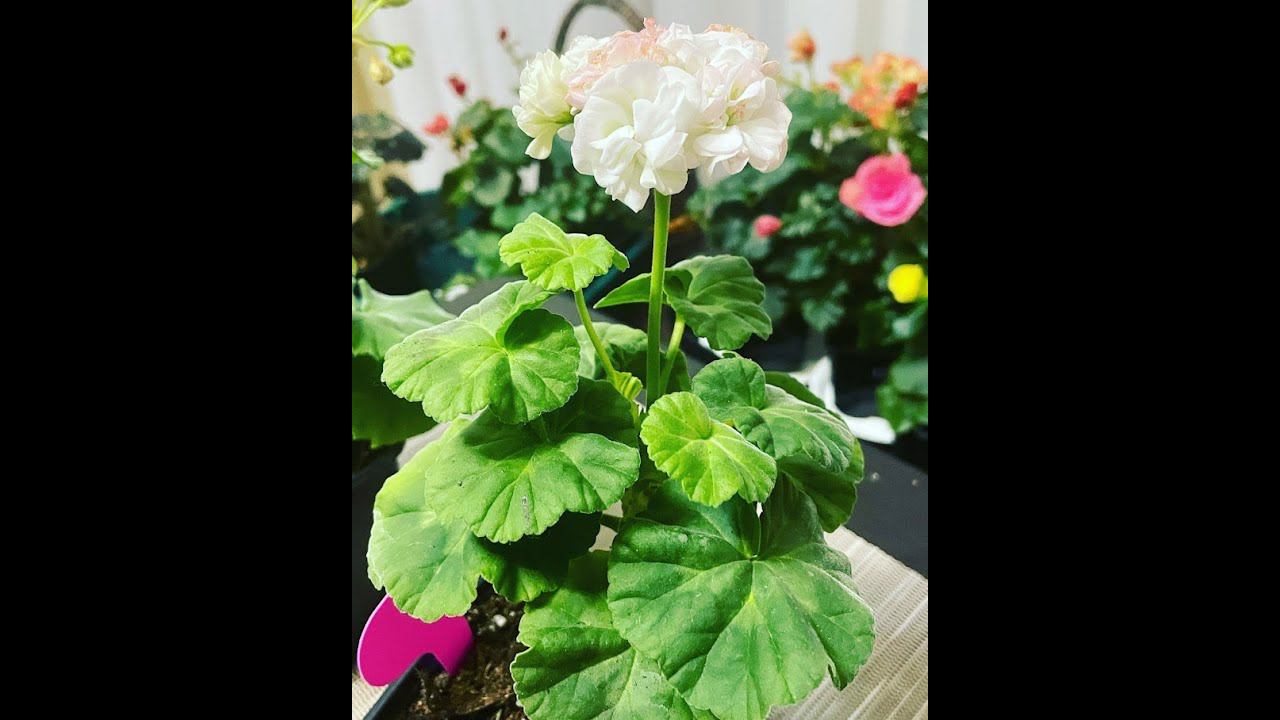 Два признака стресса черенков пеларгонии после пересылки