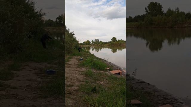 Сазаны дуром прут, вырвался на рыбалку #shorts